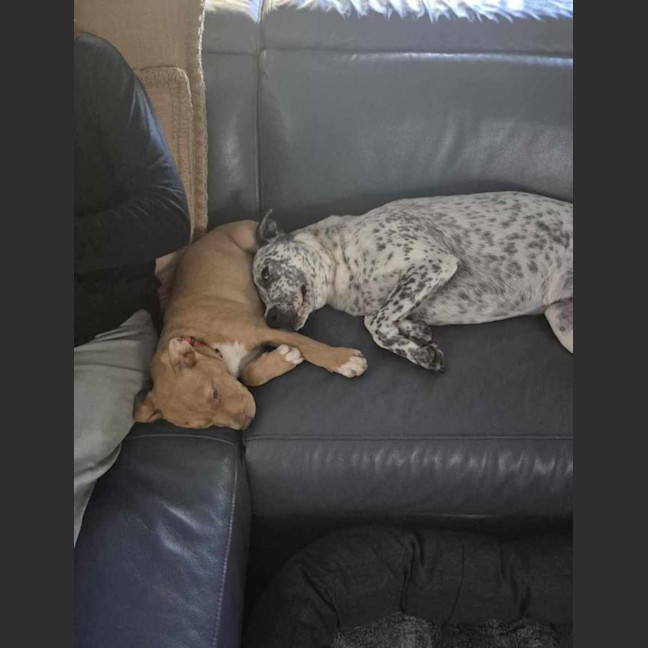 Digger - Medium Male Staffordshire Bull Terrier Mix Dog in VIC - PetRescue