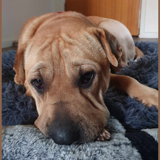 Prinny - Large Female Shar Pei Mix Dog in VIC - PetRescue