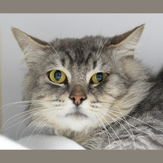Brian Grey - Male Domestic Medium Hair Mix Cat in VIC - PetRescue