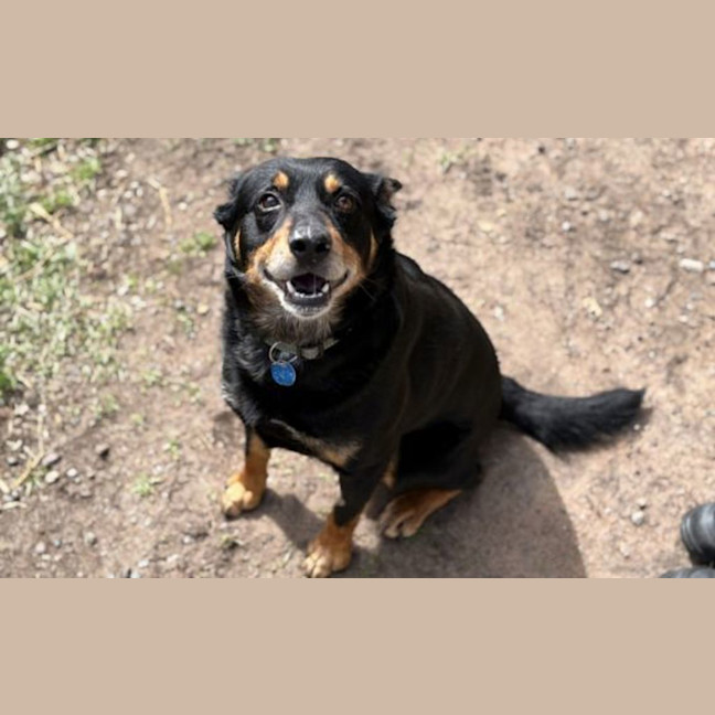 Raymond - Medium Male Kelpie Mix Dog in VIC - PetRescue