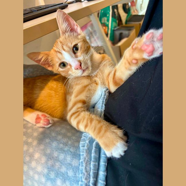Teddy - Male Domestic Short Hair (DSH) Cat in VIC - PetRescue
