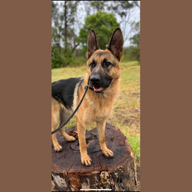 Max Junior - Large Male German Shepherd Dog in NSW - PetRescue