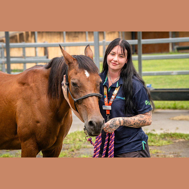 Bubba - Female Arab Mix Horse in QLD - PetRescue