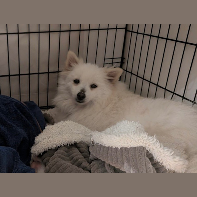 Wonton - 10 Month Old Pomeranian X Spitz - Small Female Pomeranian x ...
