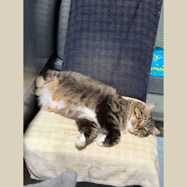 Darius - Male Domestic Long Hair (DLH) Cat in VIC - PetRescue
