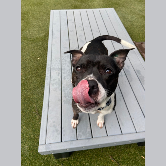 Shadow - Medium Female American Staffordshire Terrier Dog in VIC ...