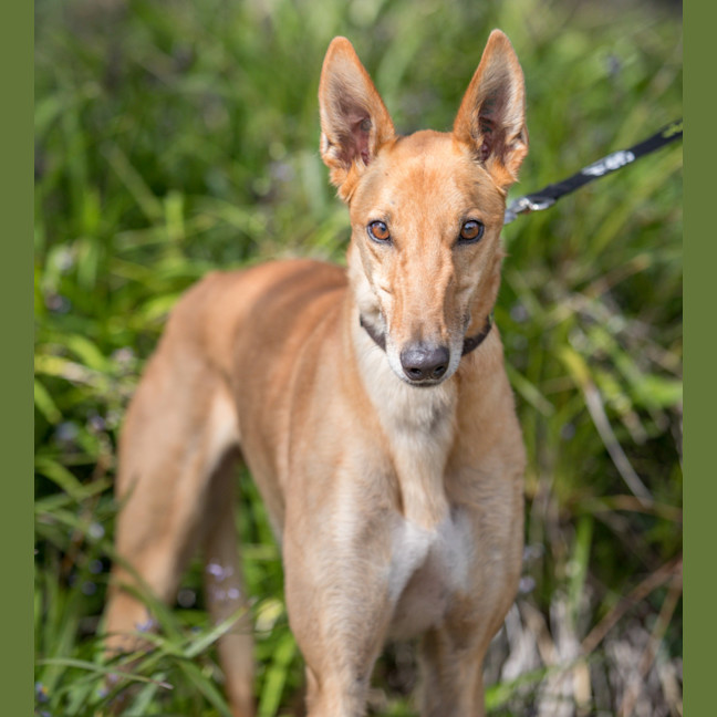 Chubby - Large Male Greyhound Dog in VIC - PetRescue
