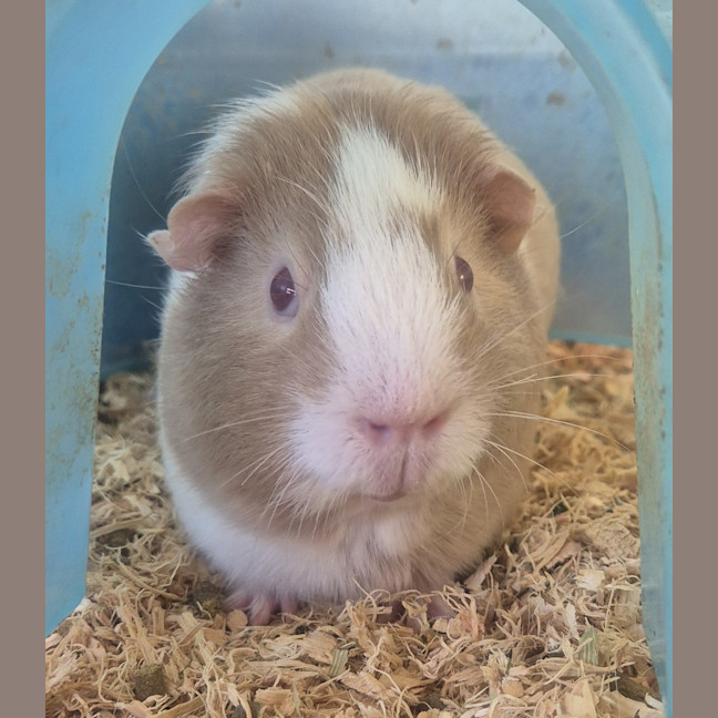 Raksha - Male Short-hair Smooth Hair Mix Guinea Pig in QLD - PetRescue