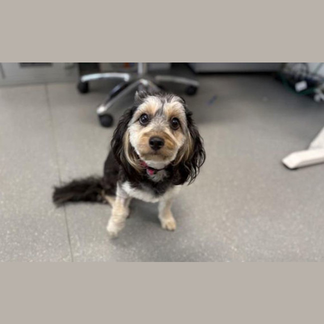 Buster - Small Male Maltese Mix Dog in VIC - PetRescue