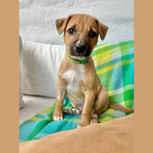 Quip - Medium Female Australian Kelpie Mix Dog in VIC - PetRescue