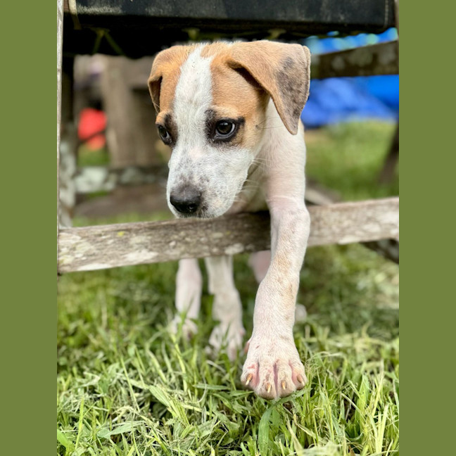 Spot - Medium Female Rhodesian Ridgeback x Mixed breed Mix Dog in QLD ...