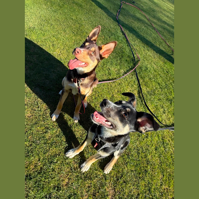 Radiant - Medium Female Australian Kelpie x German Shepherd Dog Mix Dog ...