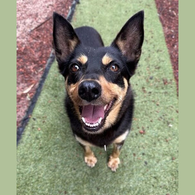 Jess - Medium Female Kelpie Dog in VIC - PetRescue