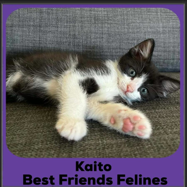 Kaito - Male Domestic Short Hair (DSH) Cat in QLD - PetRescue