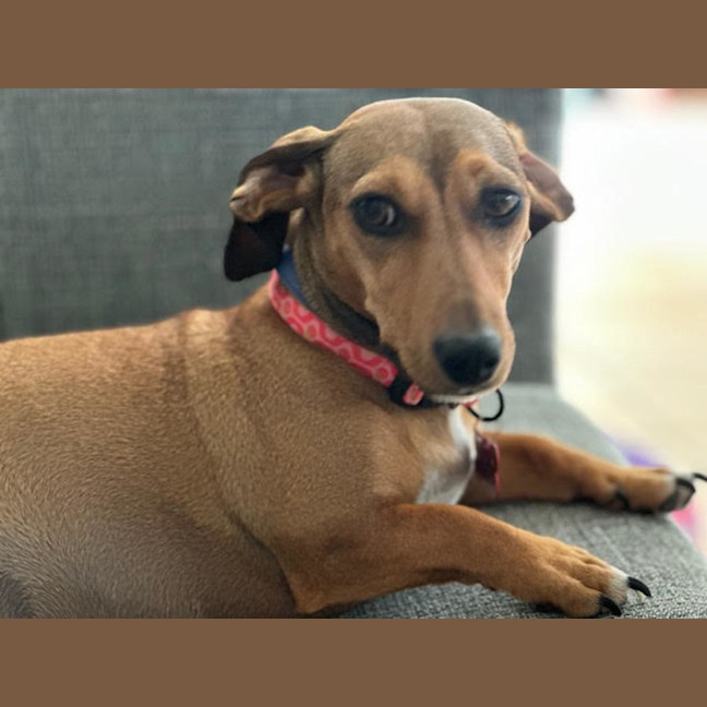 Frankie - Small Female Dachshund (Miniature Smooth Haired) Mix Dog in ...