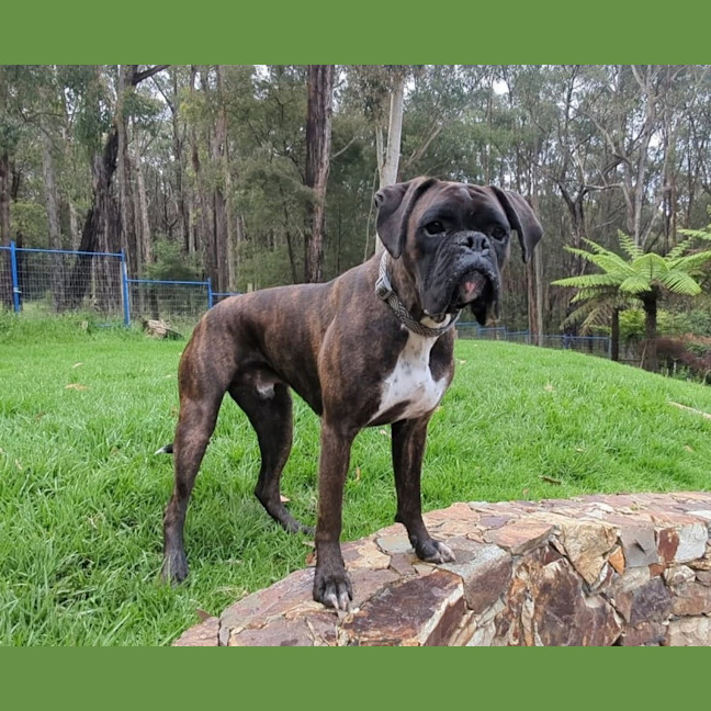 Baxter - Large Male Boxer Dog in VIC - PetRescue
