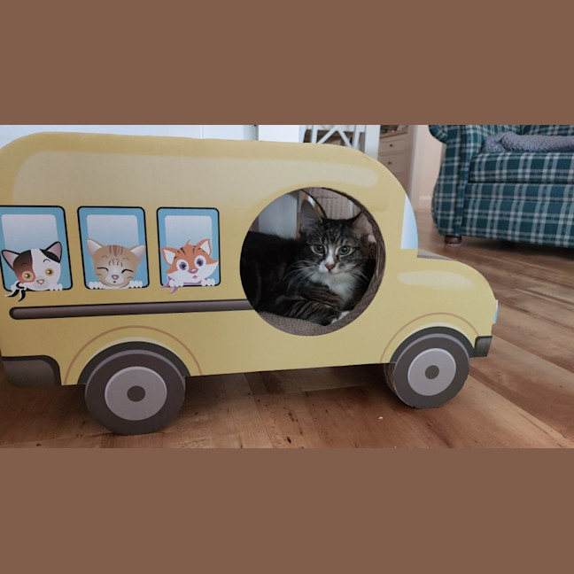 Jeremiah - Male Domestic Medium Hair (DMH) Cat in VIC - PetRescue