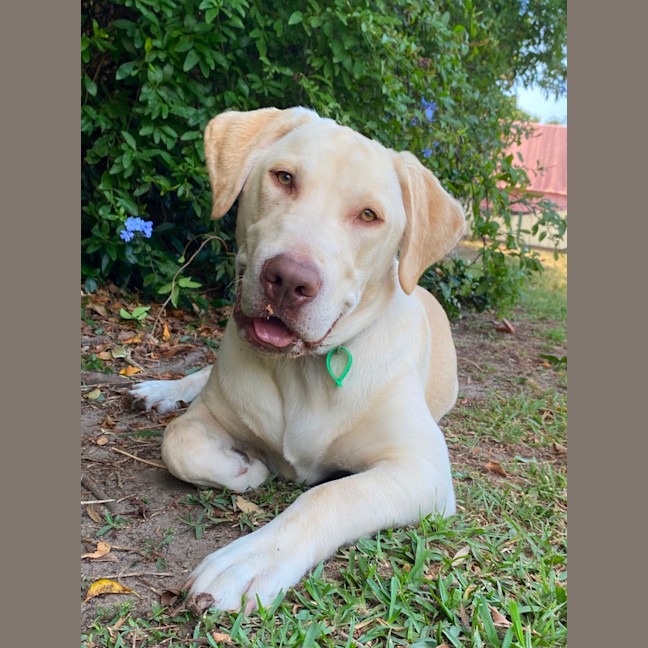 Charlie - Large Male Labrador Retriever Dog in NSW - PetRescue