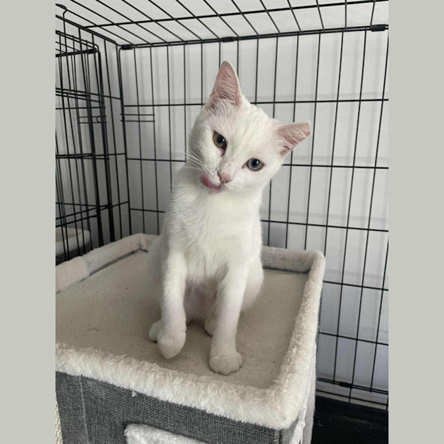 Luna - Female Domestic Short Hair (DSH) Cat in NSW - PetRescue
