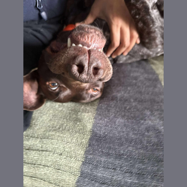 Cinnamon - Medium Male German Shorthaired Pointer Dog in VIC - PetRescue