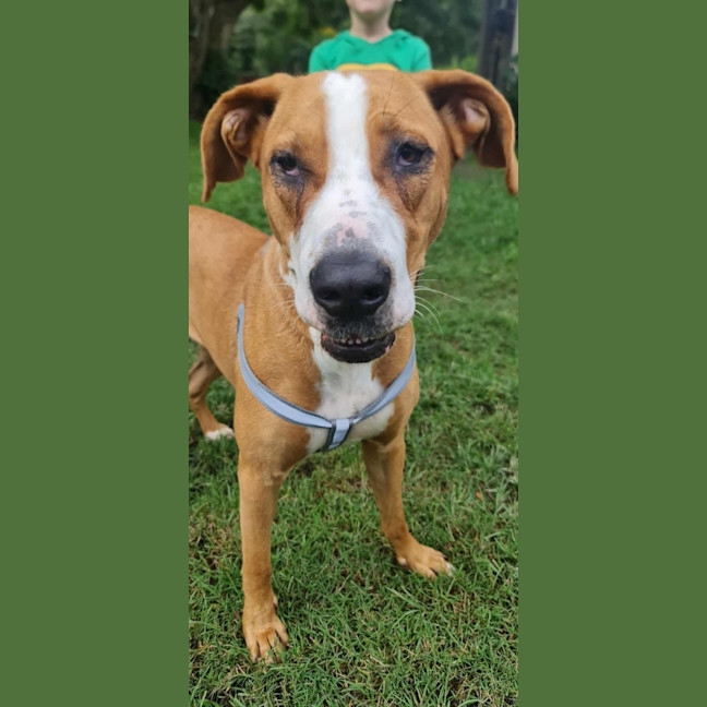 Bonnie - Large Female Great Dane Mix Dog in QLD - PetRescue