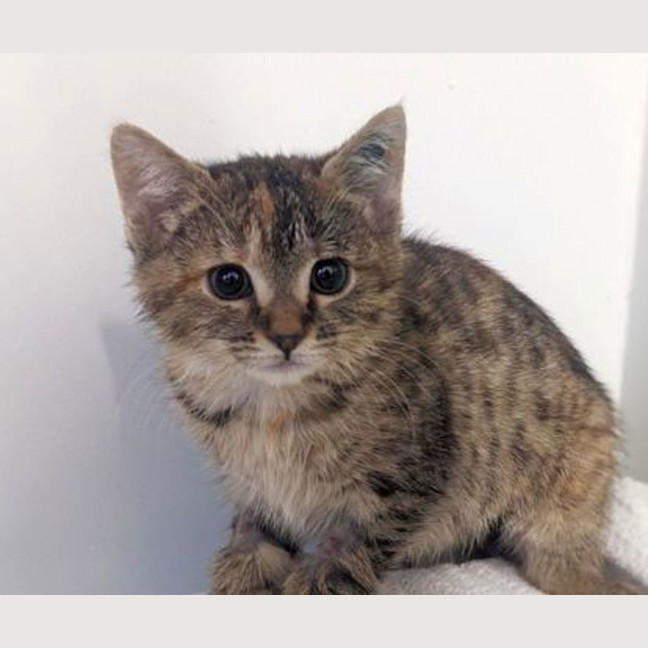 Wee Lass - Female Domestic Short Hair Mix Cat in VIC - PetRescue
