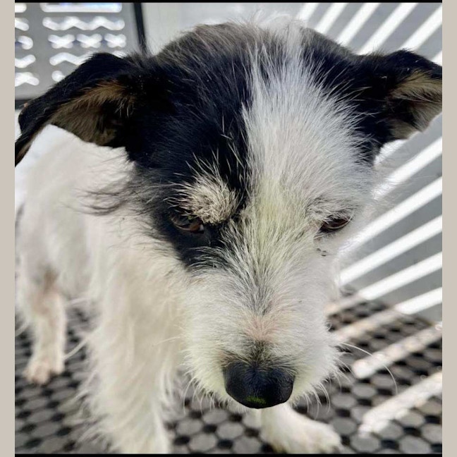 Fluffy - Small Male Fox Terrier (Wire) Mix Dog in QLD - PetRescue