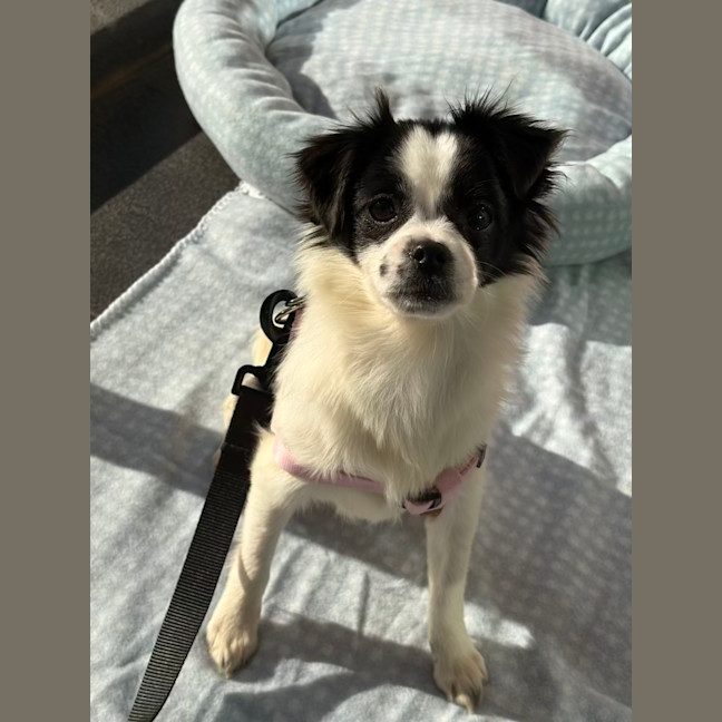 Pookie - Small Female Chihuahua Mix Dog in VIC - PetRescue