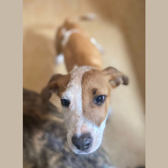 Banjo - Large Male Mixed breed Dog in WA - PetRescue