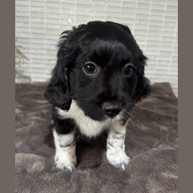 Oreo - Small Male Cocker Spaniel x Pomeranian Mix Dog in QLD - PetRescue