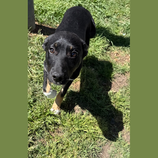 Fruit Tingle - Medium Female German Shepherd x Kelpie Mix Dog in VIC - PetRescue