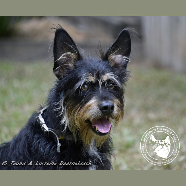 Elvis - Medium Male Australian Kelpie Mix Dog in QLD - PetRescue