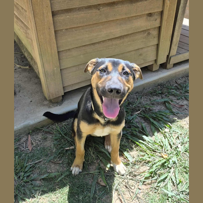 Ellie - Medium Female Australian Kelpie x German Shepherd Dog Mix Dog ...
