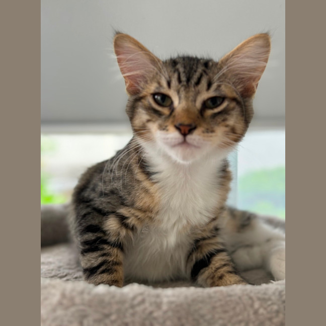 Jasper - Male Domestic Long Hair (DLH) Cat in NSW - PetRescue