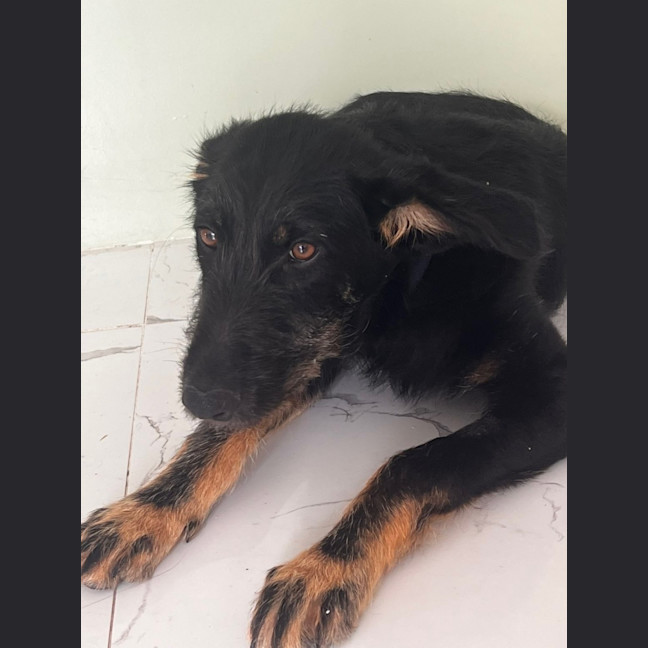 Marshall - Medium Male Australian Kelpie x German Hunting Terrier Mix ...