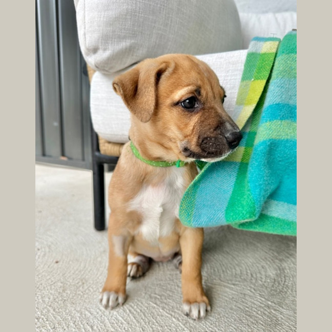 Quip - Medium Female Australian Kelpie Mix Dog in VIC - PetRescue