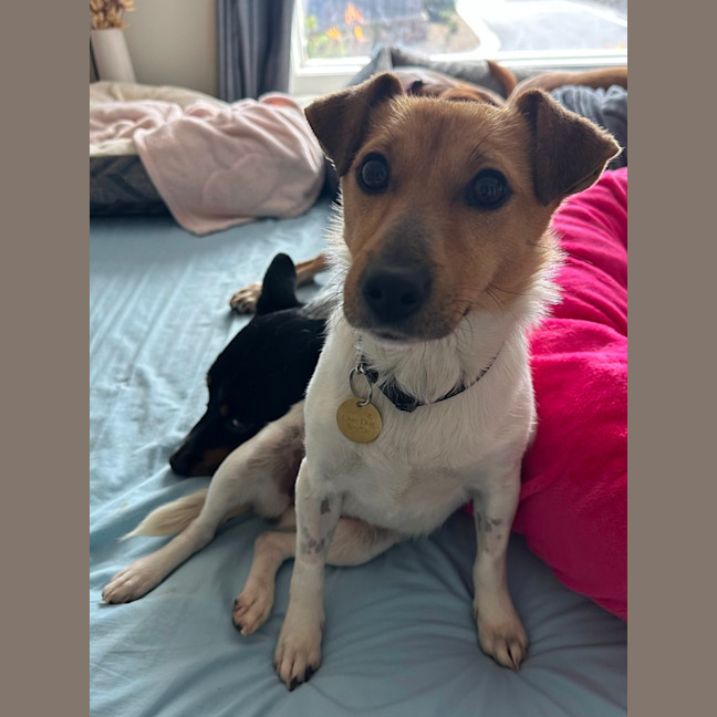 Paroo - Small Female Jack Russell Terrier x Fox Terrier Mix Dog in VIC ...