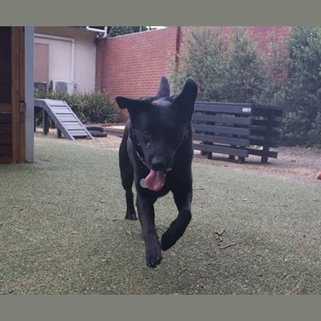Charlie - Large Male German Shepherd x Labrador Mix Dog in VIC - PetRescue
