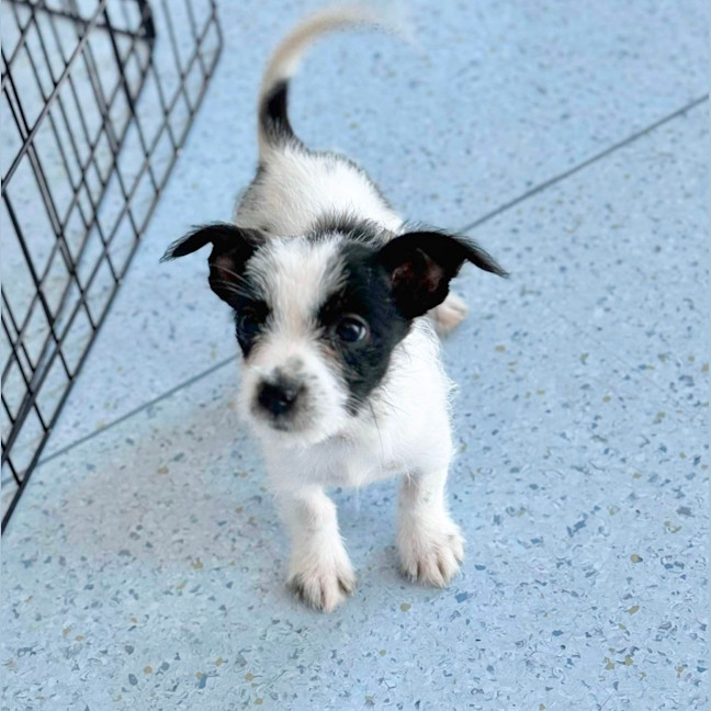 Hydra - Small Female Maltese x Jack Russell Terrier Mix Dog in VIC ...