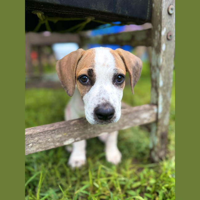 Spot - Medium Female Rhodesian Ridgeback x Mixed breed Mix Dog in QLD ...