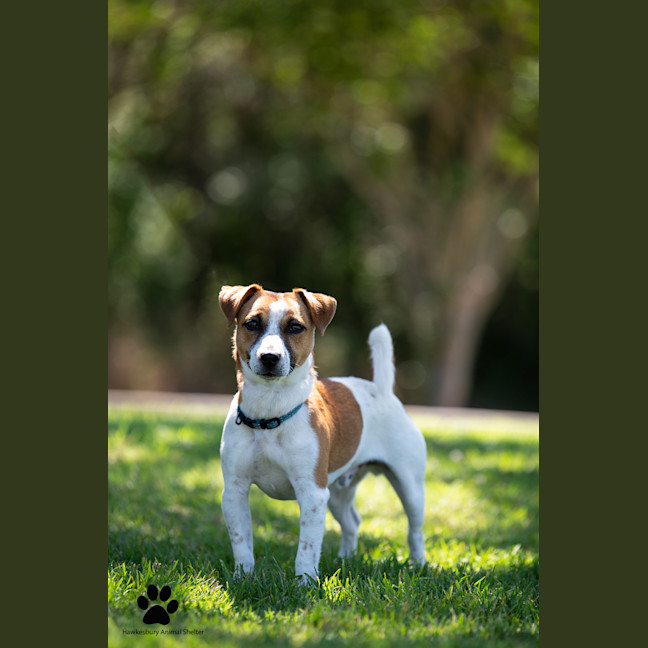 Milo - Small Male Jack Russell Terrier Mix Dog in NSW - PetRescue