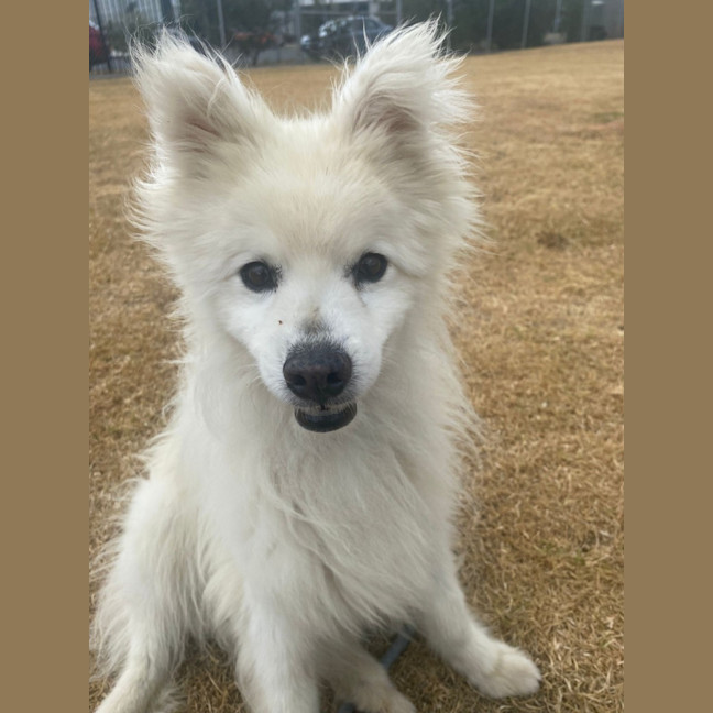 Coco - Small Female Japanese Spitz Dog in VIC - PetRescue