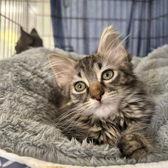 Gypsy Rose - Female Domestic Short Hair (DSH) Cat in VIC - PetRescue