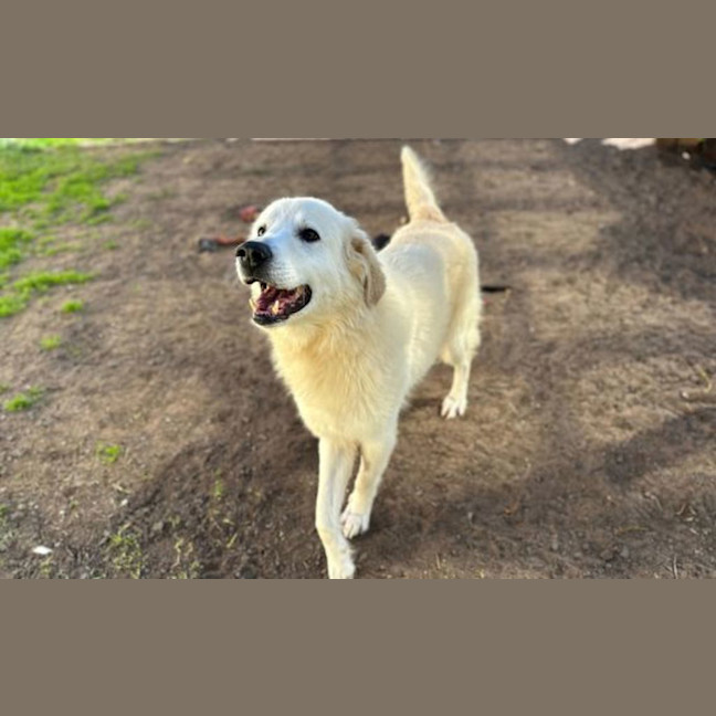 Maxy - Large Male Labrador x Maremma Sheepdog Mix Dog in VIC - PetRescue