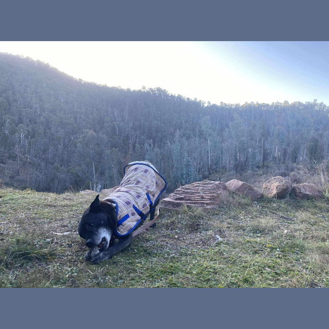 Frodo - Medium Male Staffordshire Bull Terrier Dog in VIC - PetRescue