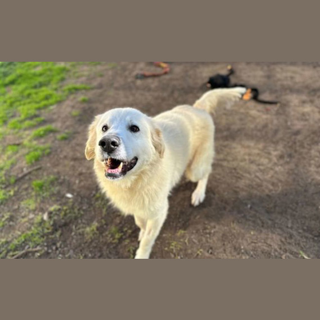 Maxy - Large Male Labrador x Maremma Sheepdog Mix Dog in VIC - PetRescue