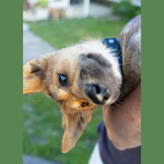 Heli - 6 Month Old Dingo X (Trial 29/12) - Medium Female Dingo Mix Dog ...