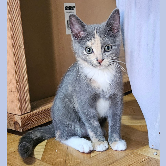 Peaches - Female Domestic Short Hair (DSH) Cat in VIC - PetRescue