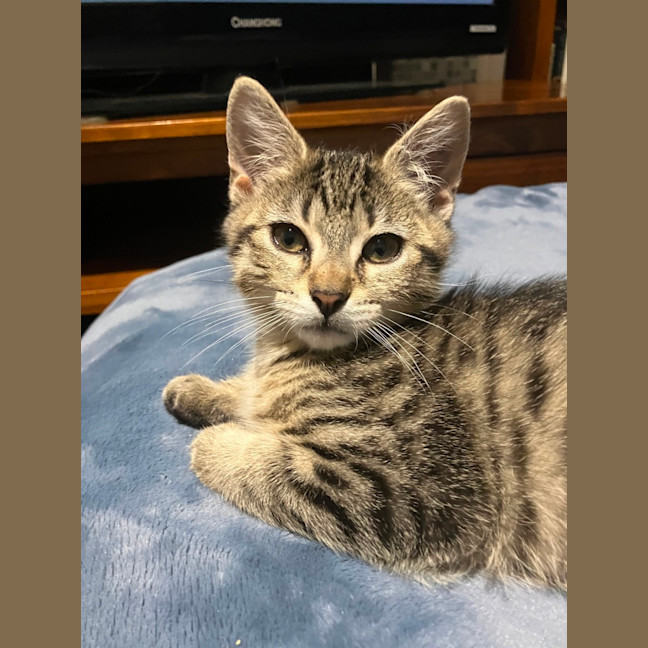 Tigger - Male Domestic Medium Hair (DMH) Cat in VIC - PetRescue