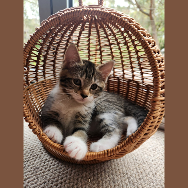 Fliss - Female Domestic Short Hair (DSH) Cat in VIC - PetRescue